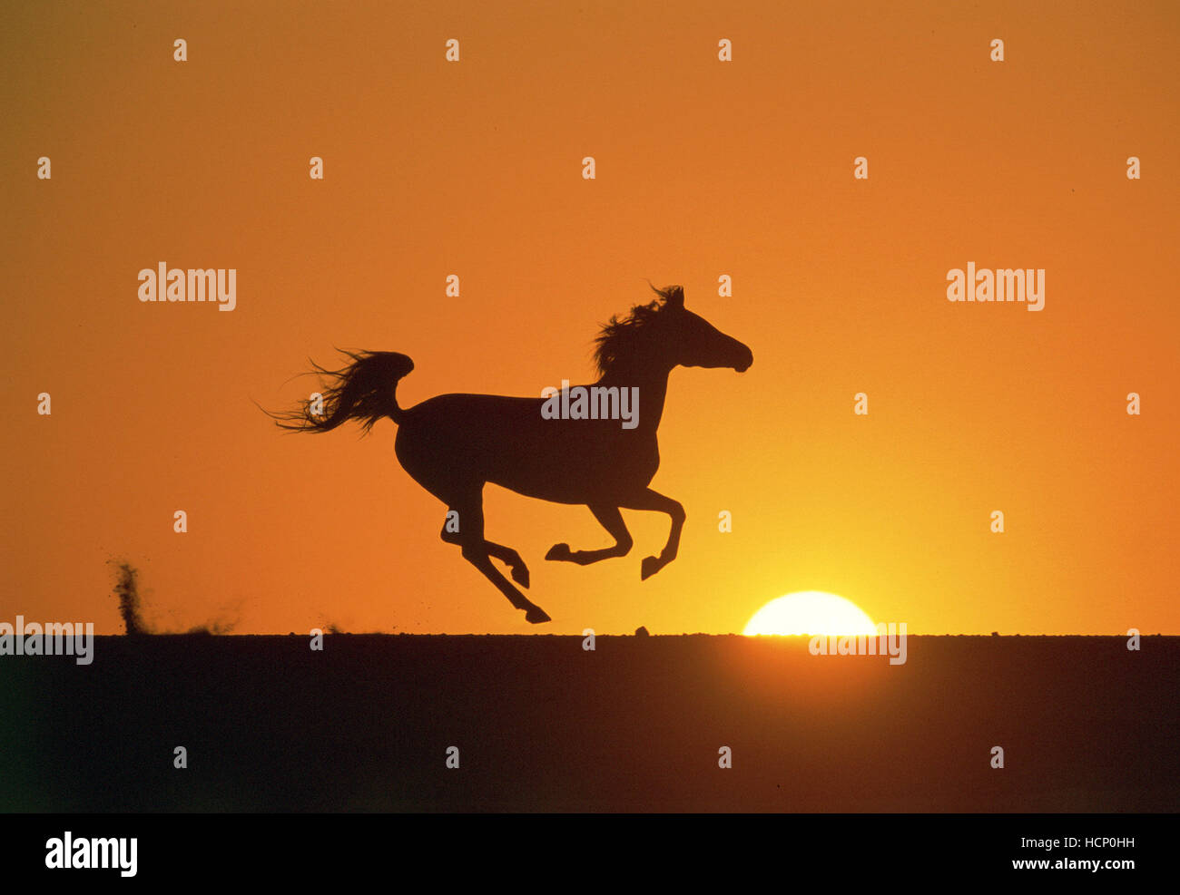 THE YOUNG BLACK STALLION, Shetan, 2003, (c) Buena Vista/courtesy ...