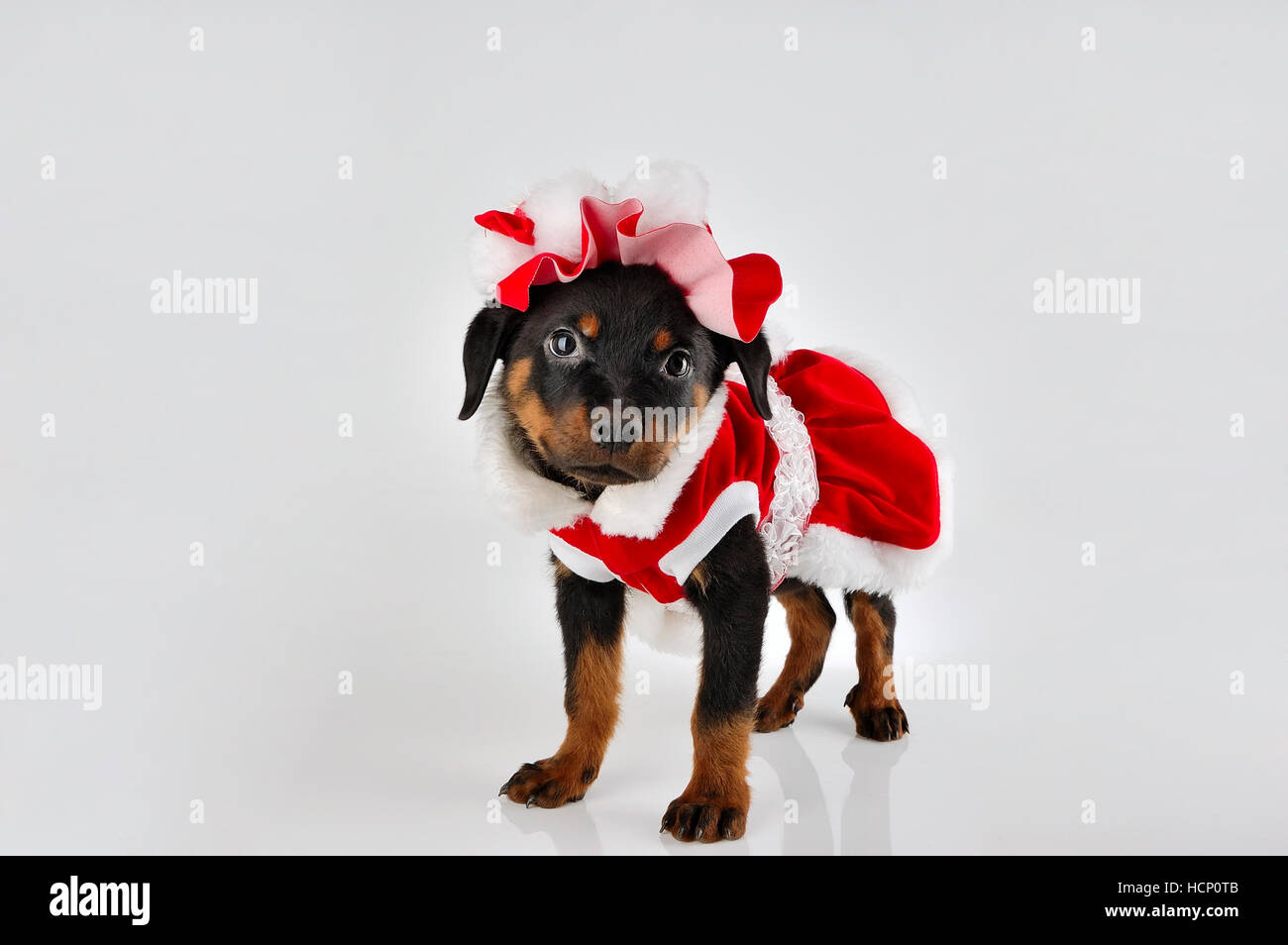 Cute rottweiler puppy wearing santa costume on white background Stock ...