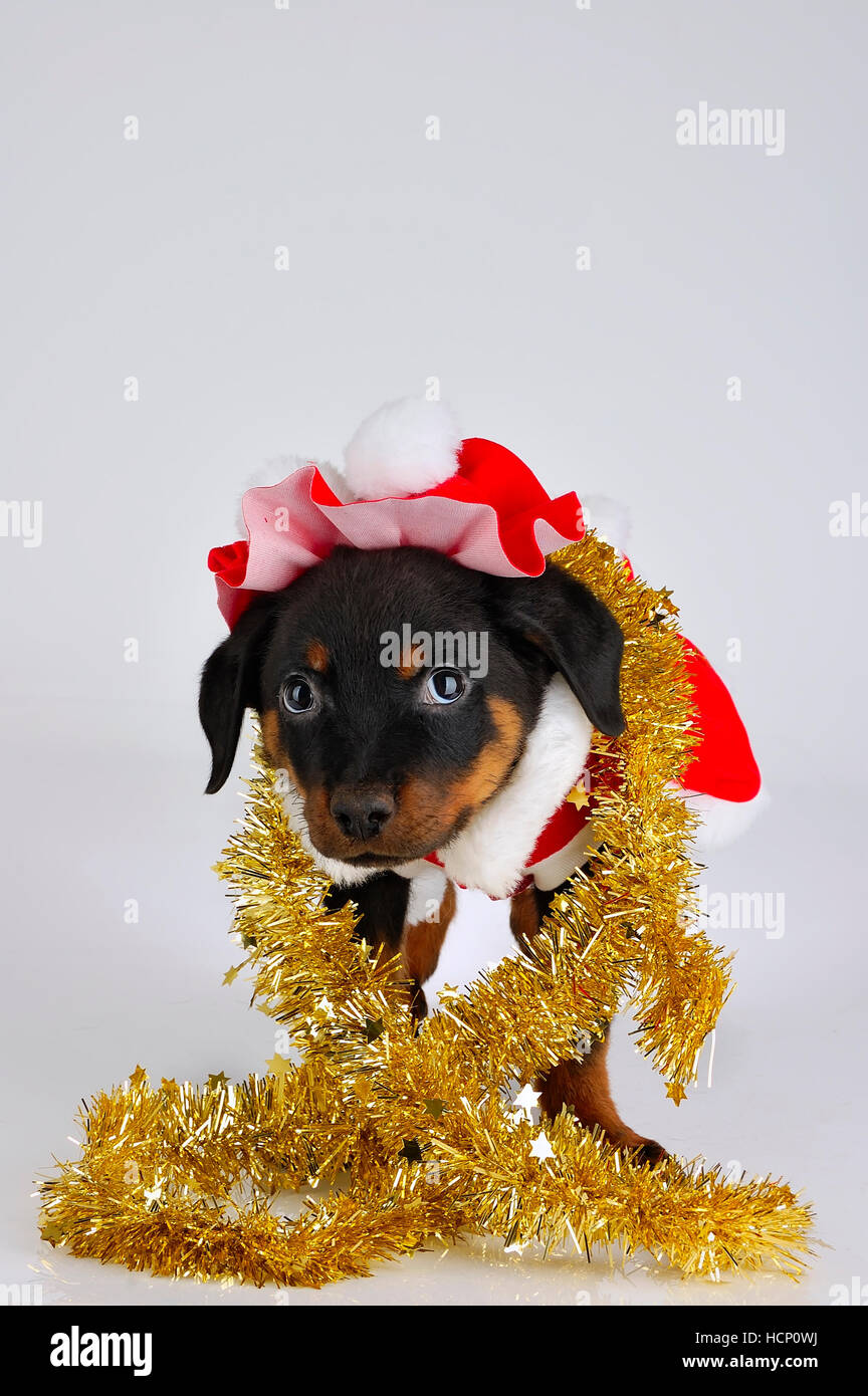 Cute rottweiler puppy wearing santa costume on white background Stock ...