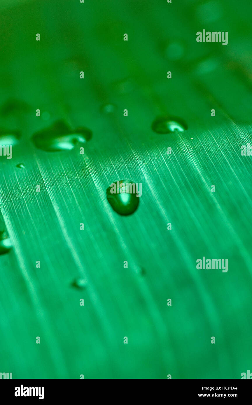 Dews on the leaf Stock Photo - Alamy