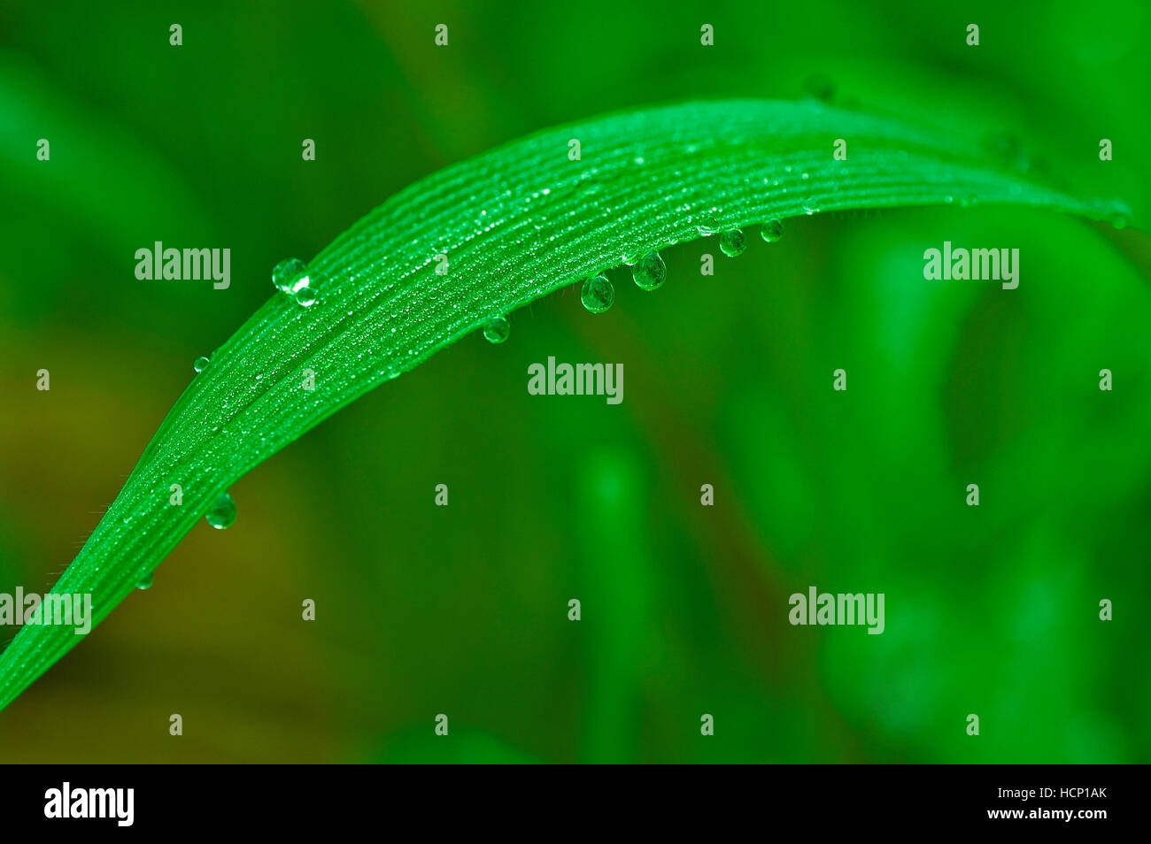 Dews on the leaf in the morning Stock Photo - Alamy