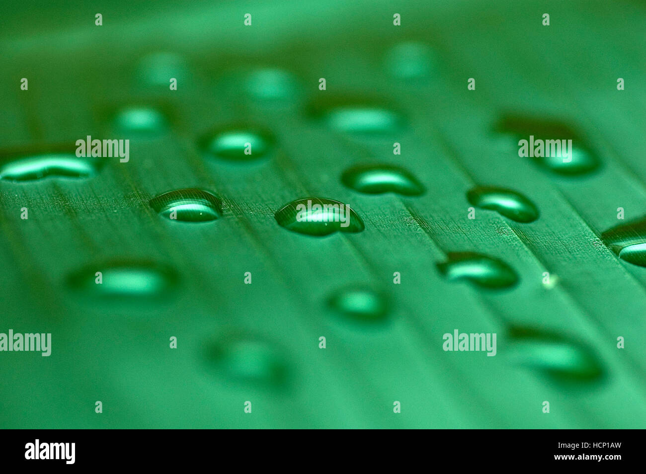 Dews on the leaf Stock Photo - Alamy