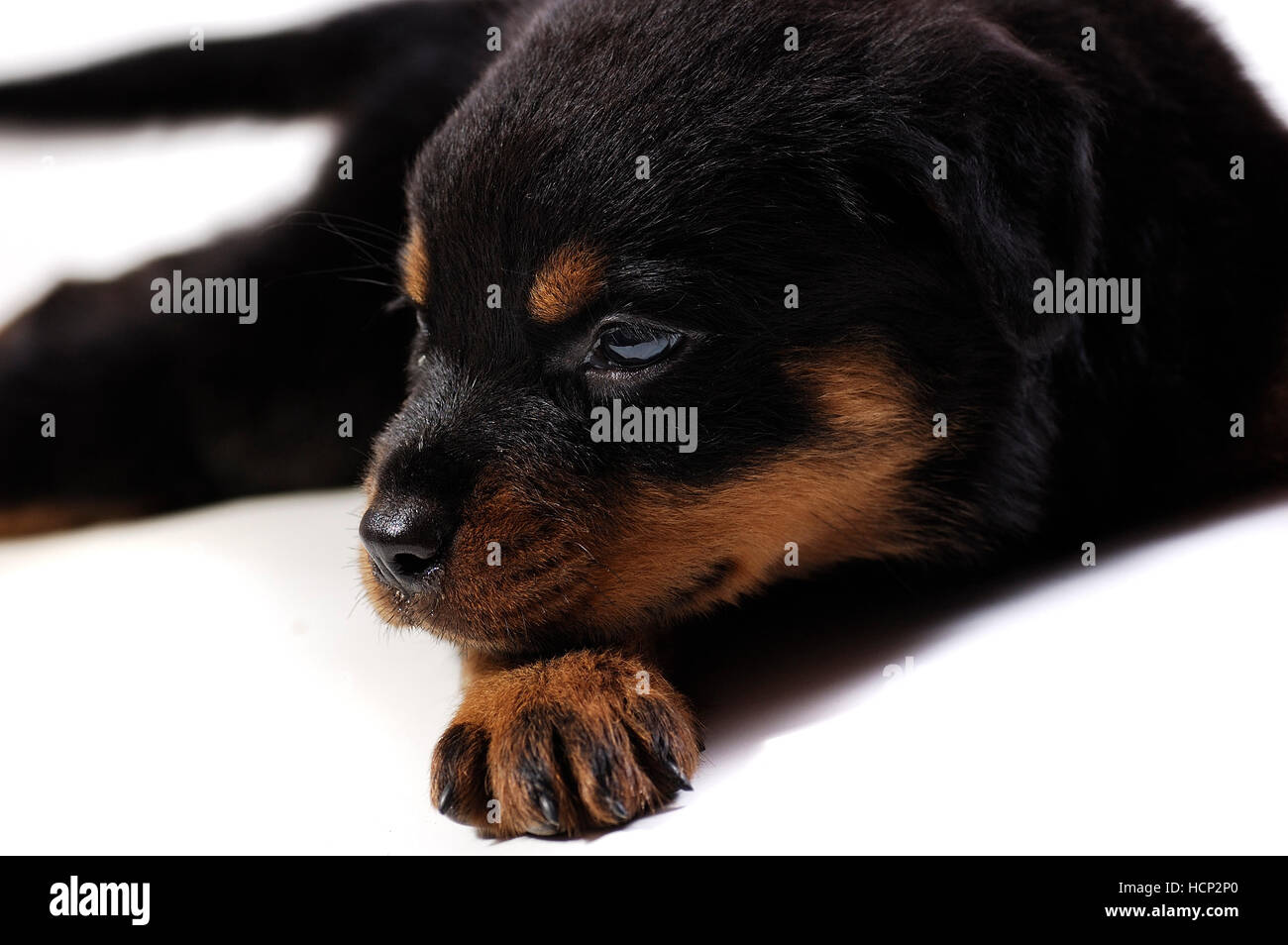 Cute rottweiler puppy at white background Stock Photo - Alamy