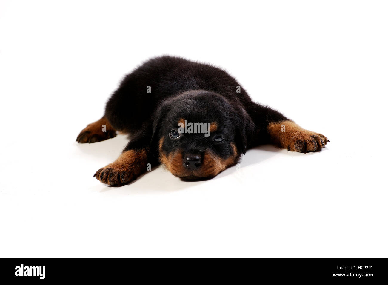 Cute rottweiler puppy at white background Stock Photo - Alamy