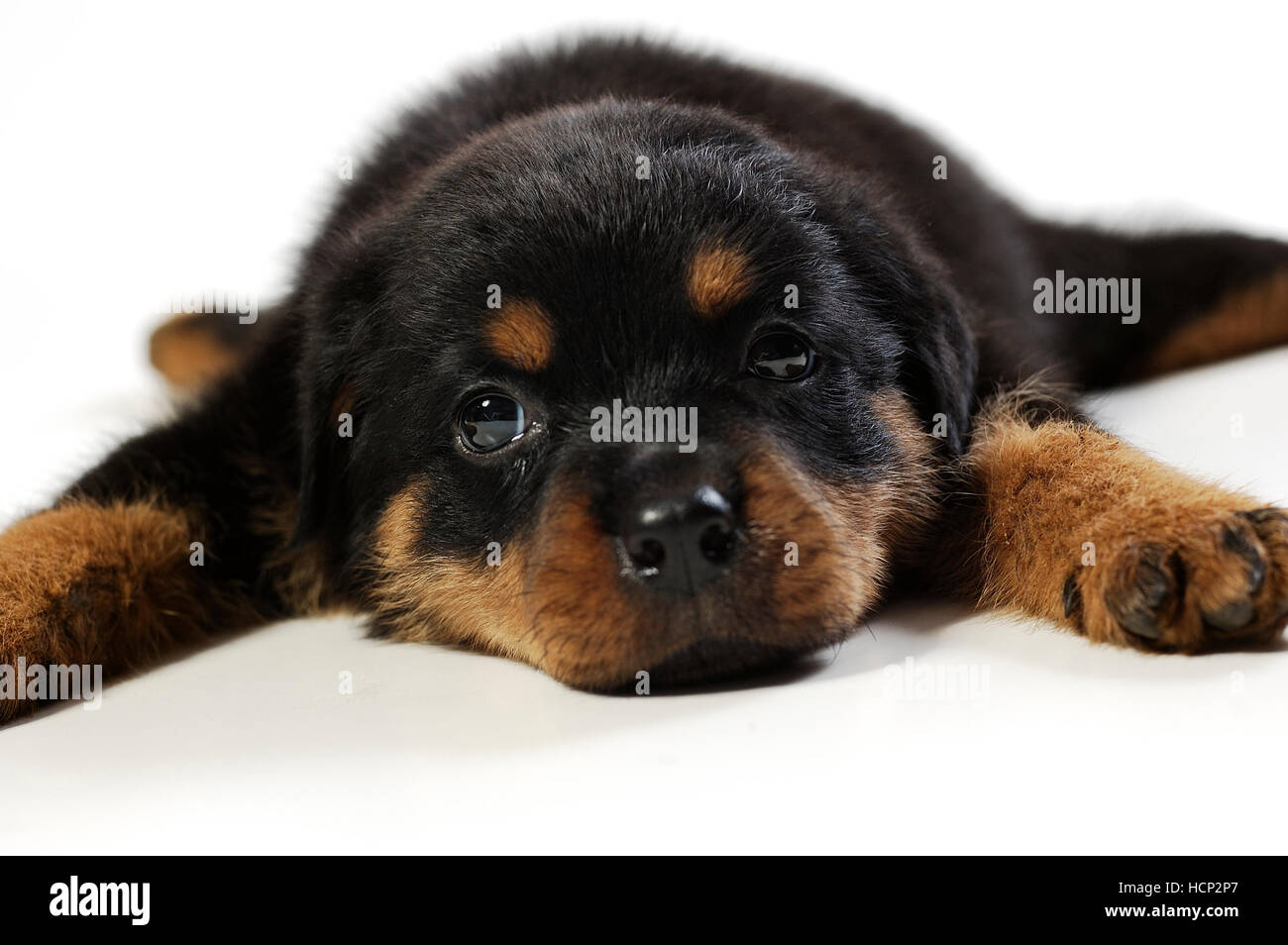 Cute rottweiler puppy at white background Stock Photo - Alamy