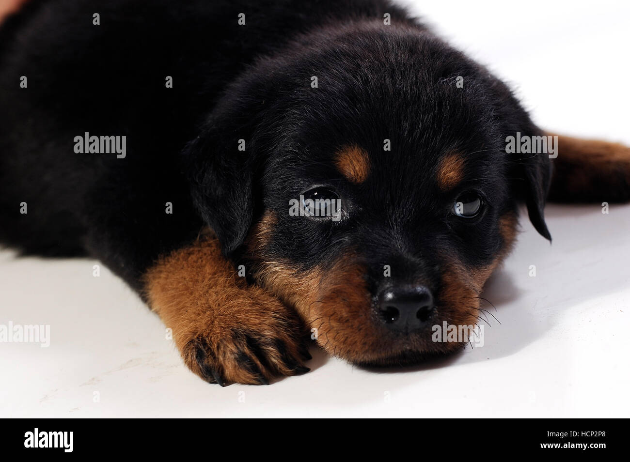 Cute rottweiler puppy at white background Stock Photo - Alamy