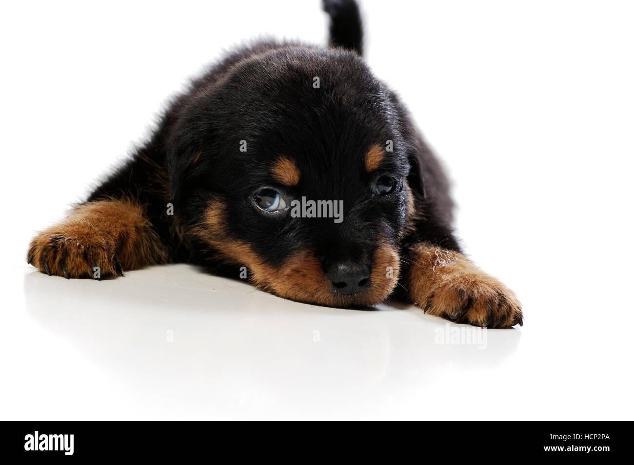 Cute rottweiler puppy at white background Stock Photo - Alamy