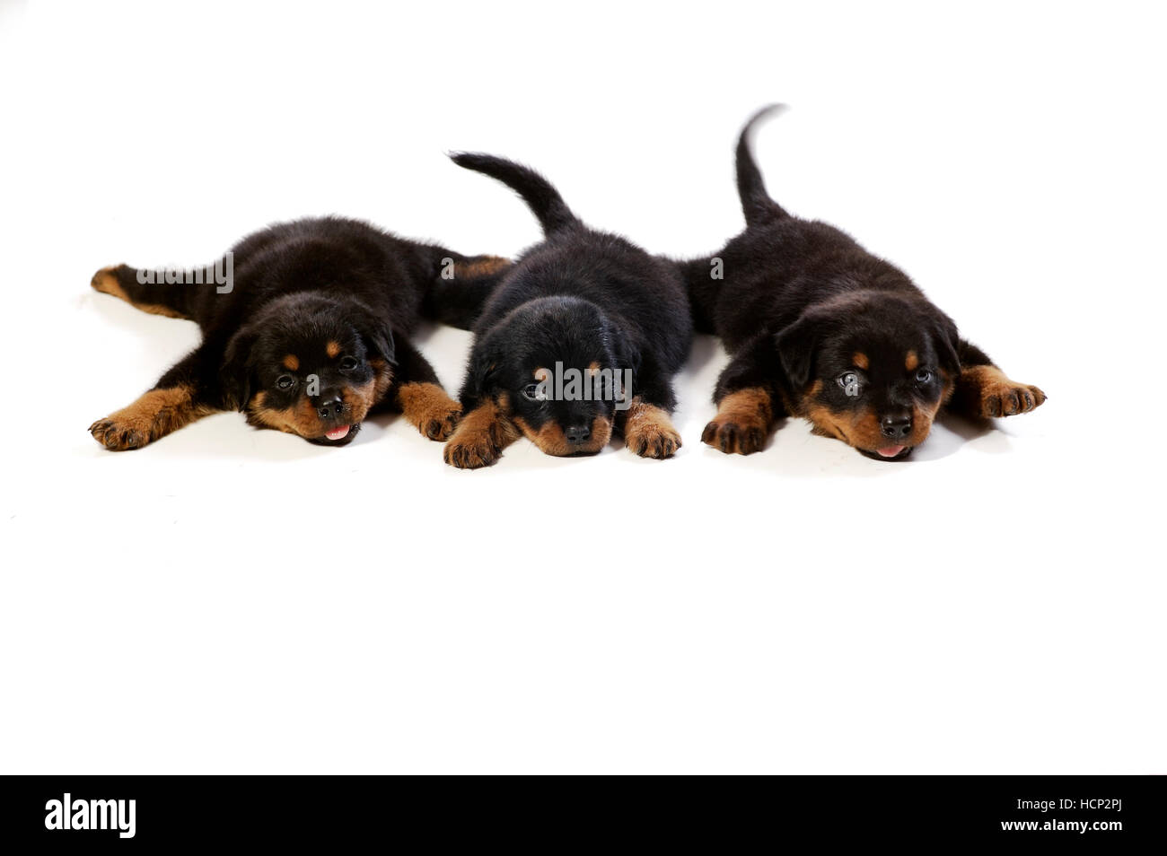 Three cute rottweiler puppies at white background Stock Photo - Alamy