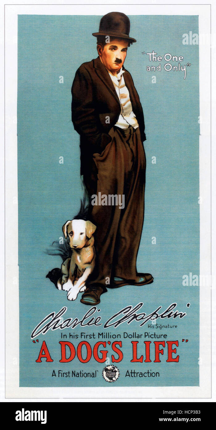 A DOG'S LIFE, Charlie Chaplin, 1918 Stock Photo - Alamy