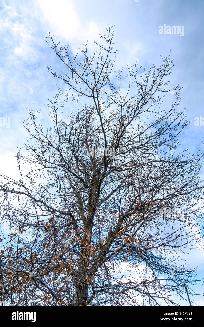 Dead tree branch against blue sky Stock Photo - Alamy