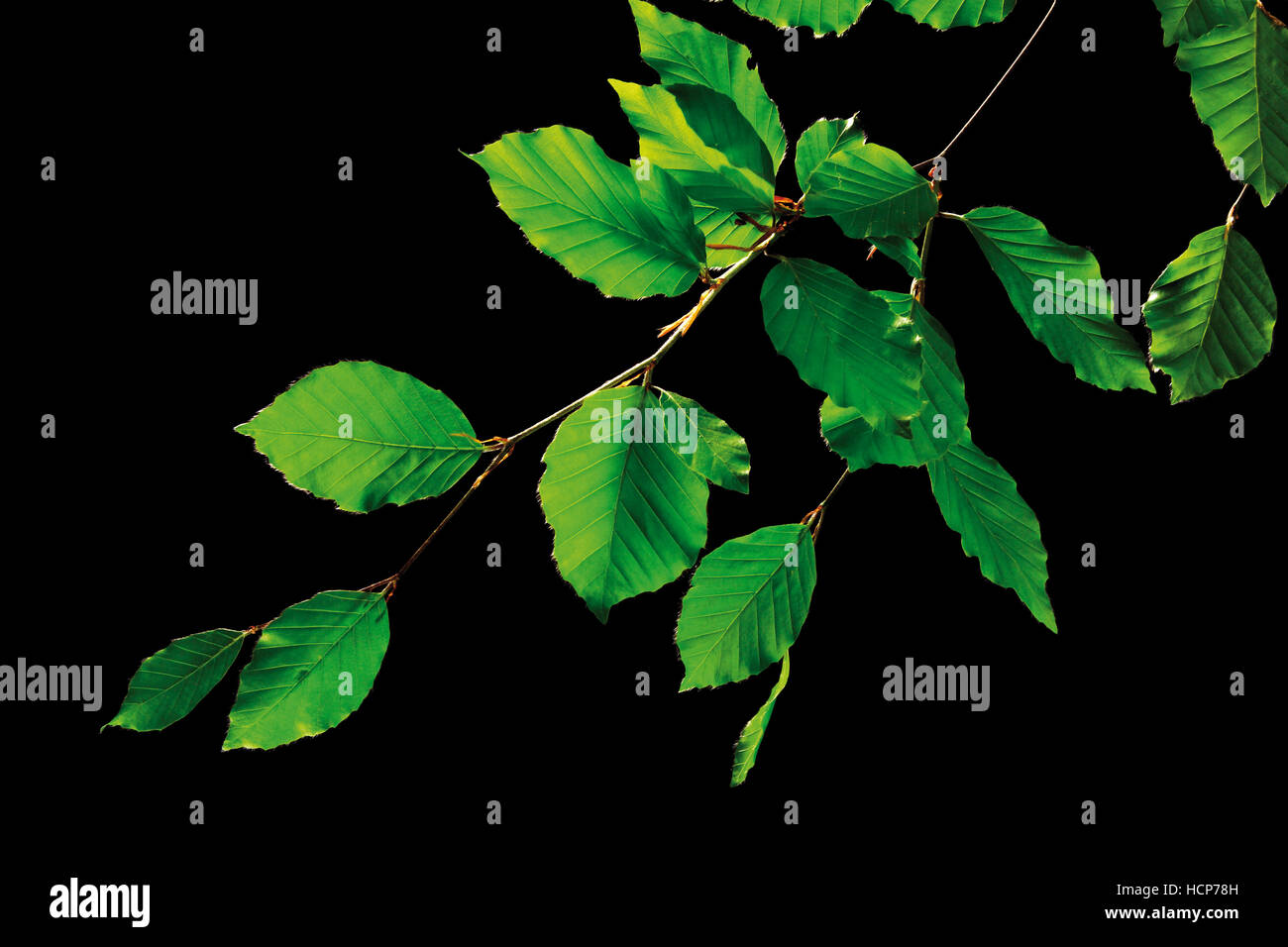 Beech leaves on a branch Stock Photo - Alamy