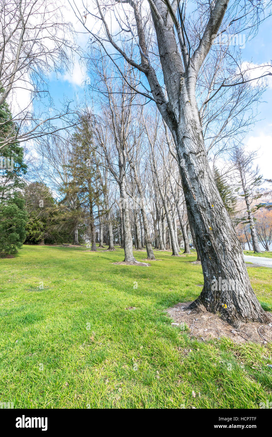 Dead tree at garden park Stock Photo - Alamy