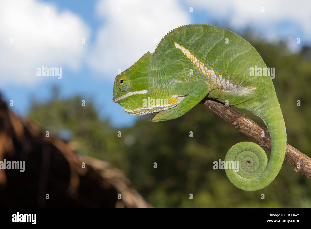 Two-banded chameleon or rainforest chameleon (Furcifer balteatus ...