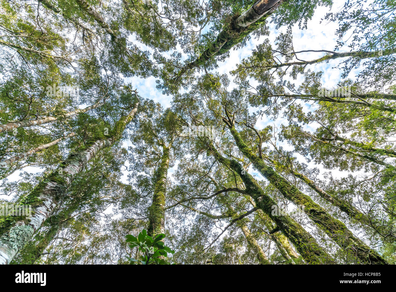 Green moss on tree at Milford Sound, New Zealand Stock Photo - Alamy