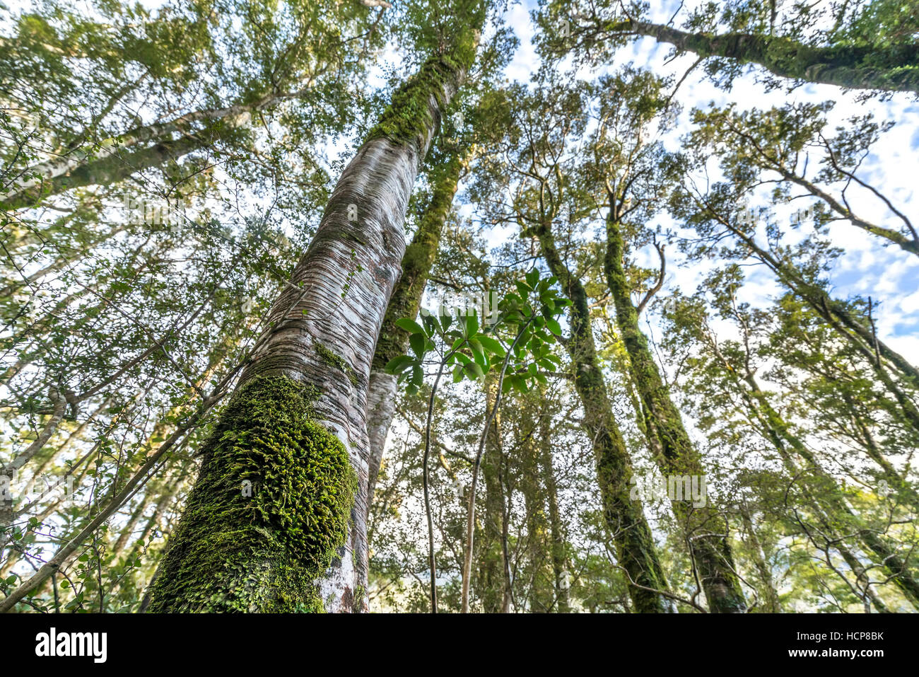 Green moss on tree at Milford Sound, New Zealand Stock Photo - Alamy