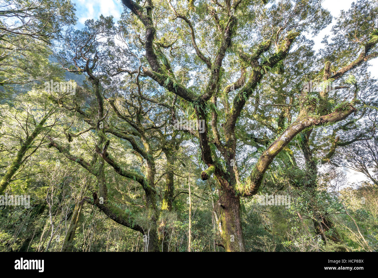 Green moss on tree at Milford Sound, New Zealand Stock Photo - Alamy