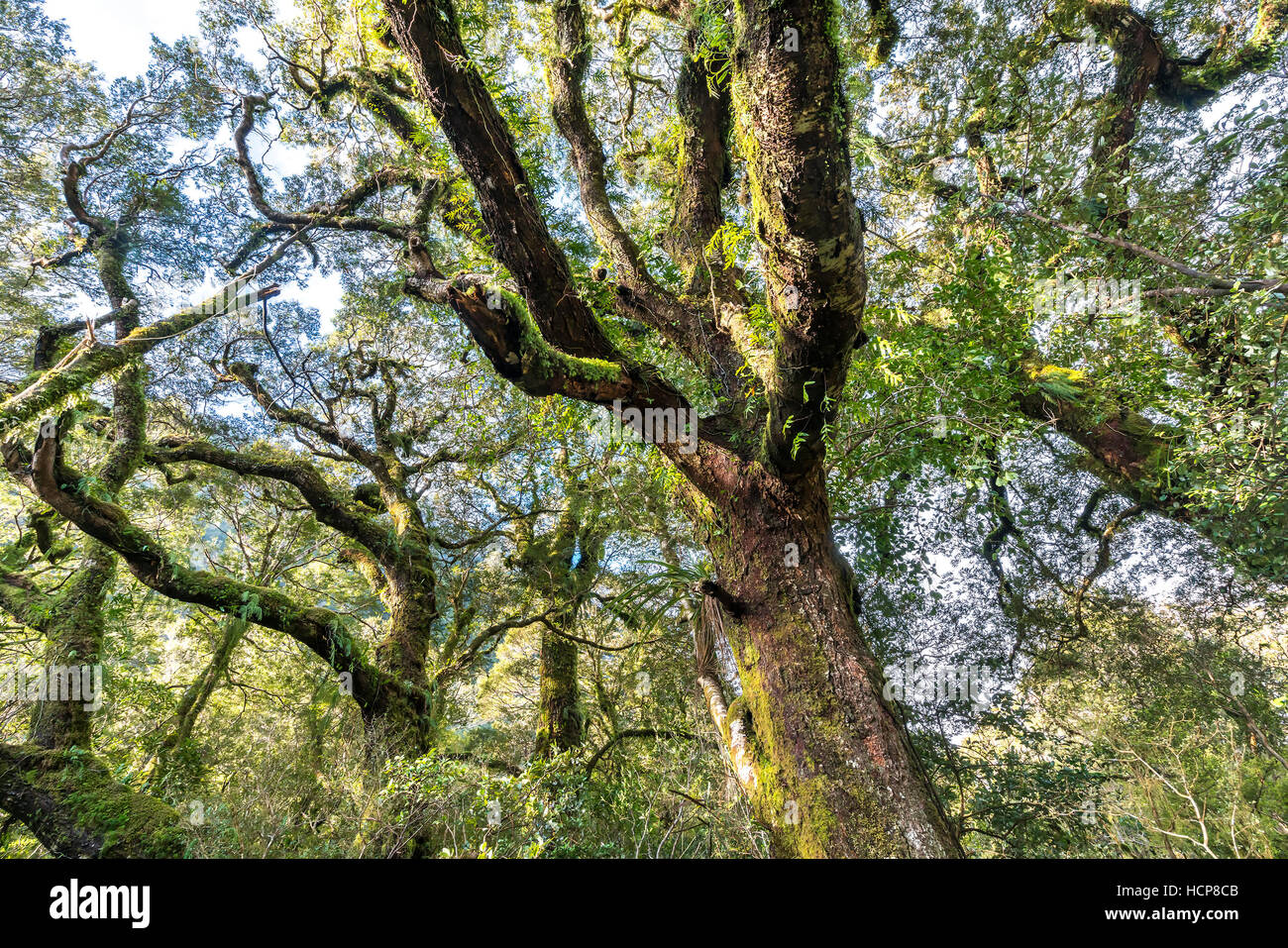 Green moss on tree at Milford Sound, New Zealand Stock Photo - Alamy