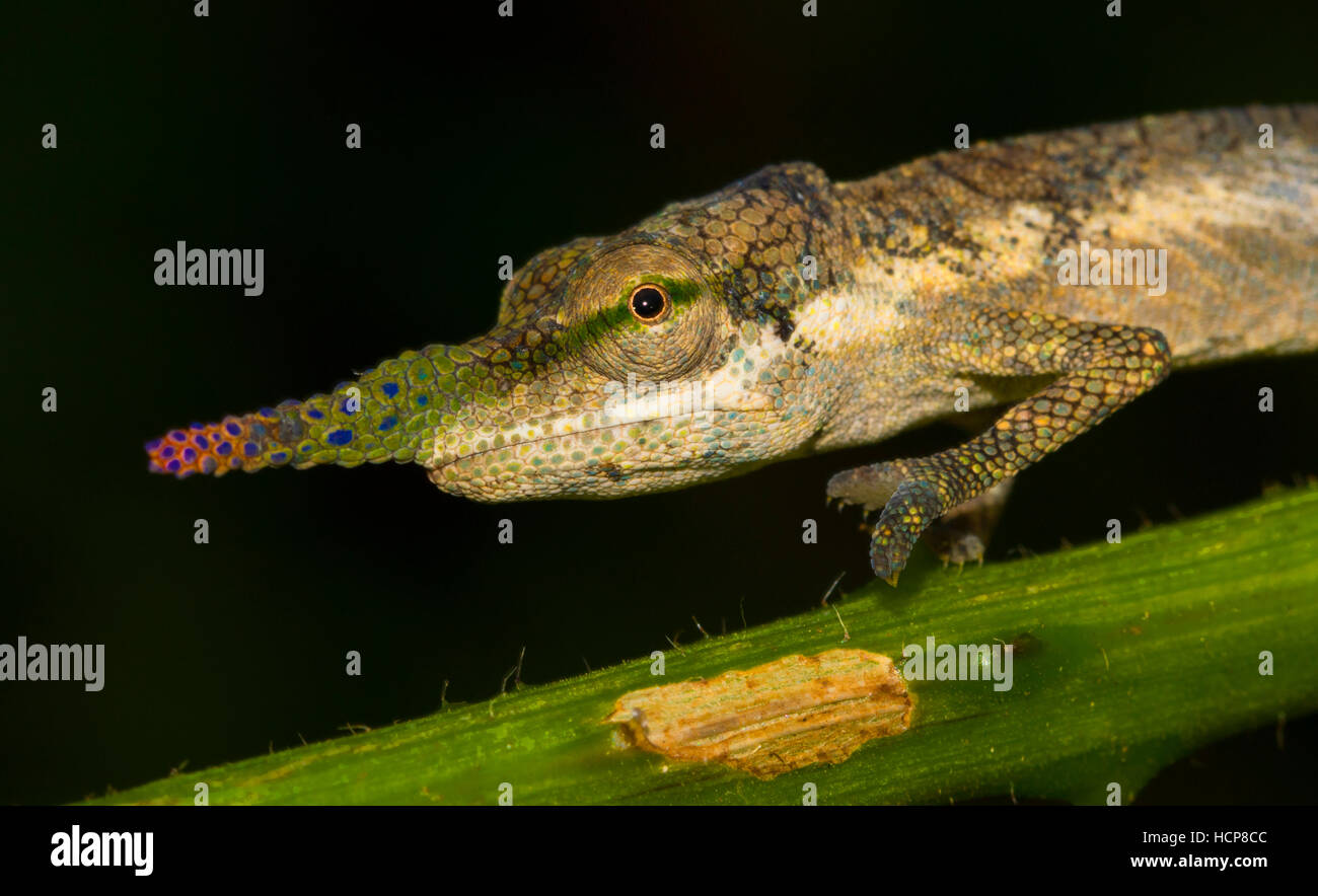 Lance Nosed Chameleon Calumma Gallus High Resolution Stock Photography ...