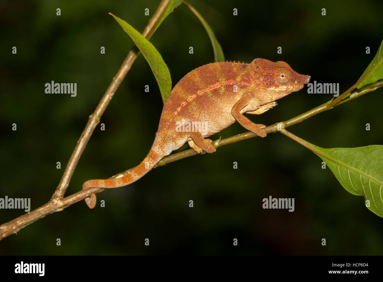 Rhinoceros chameleon (Furcifer rhinoceratus), female on branch ...