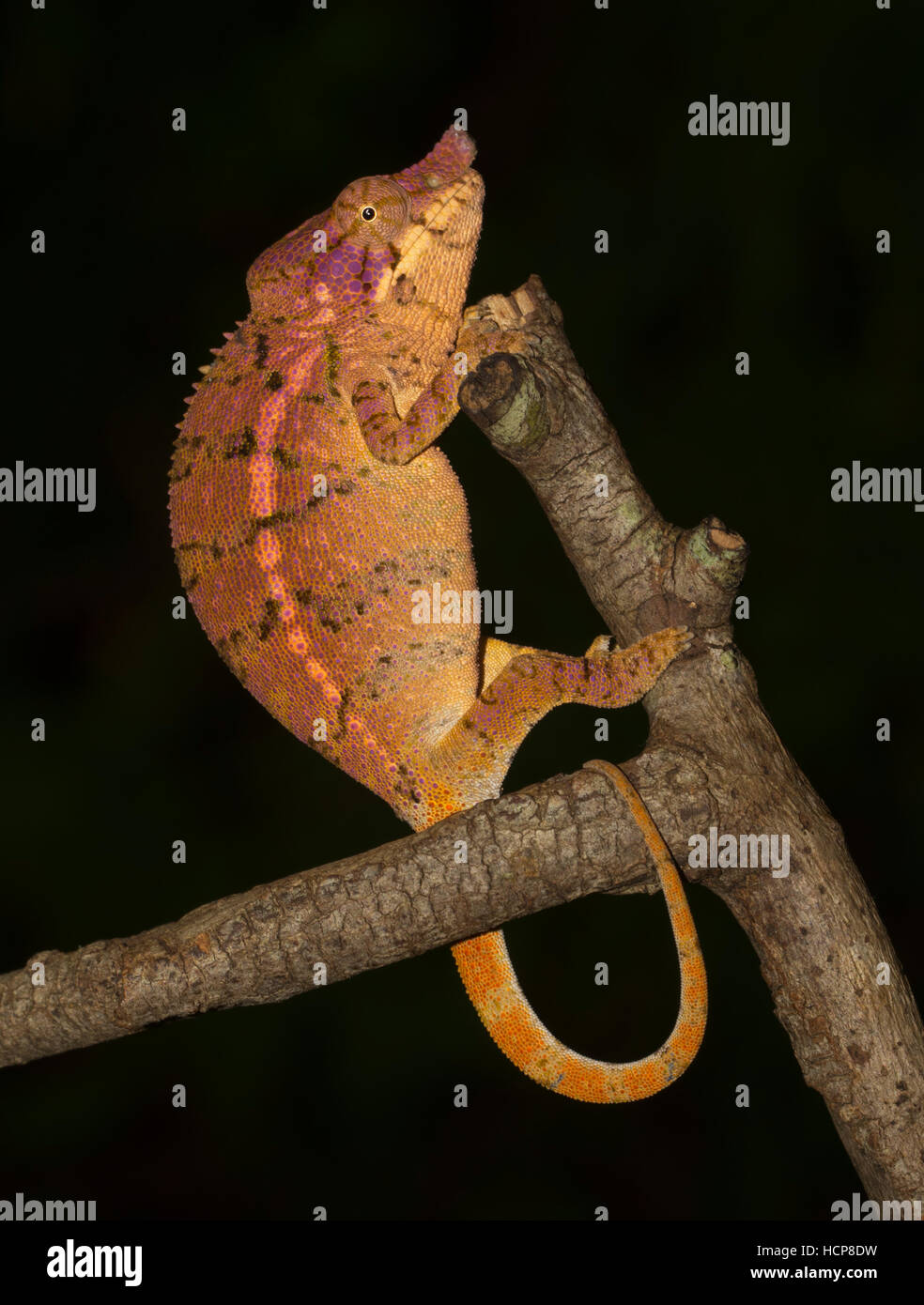 Rhinoceros chameleon (Furcifer rhinoceratus), female on branch ...