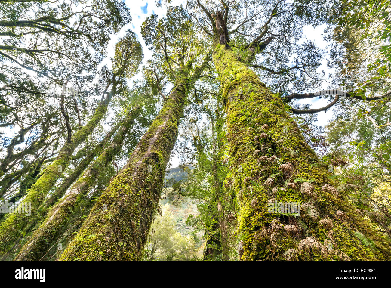 Green moss on tree at Milford Sound, New Zealand Stock Photo - Alamy