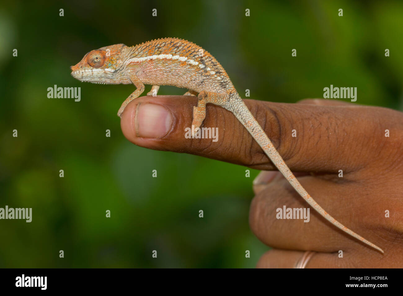 Angel's chameleon (Furcifer angeli) on finger, extremely rare, dry ...