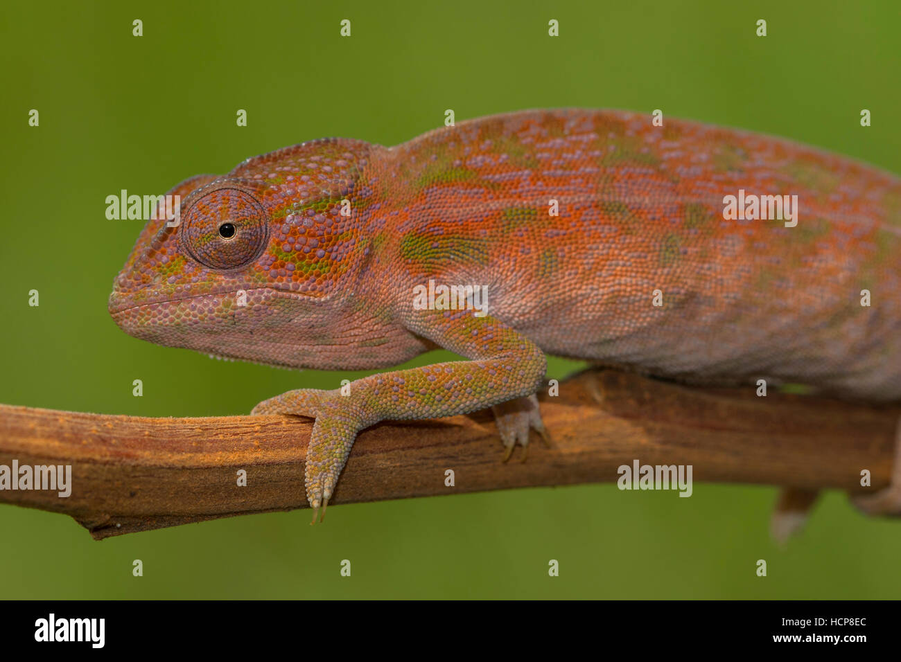 Chameleon (Furcifer viridis), Northern Highlands, Madagascar Stock ...