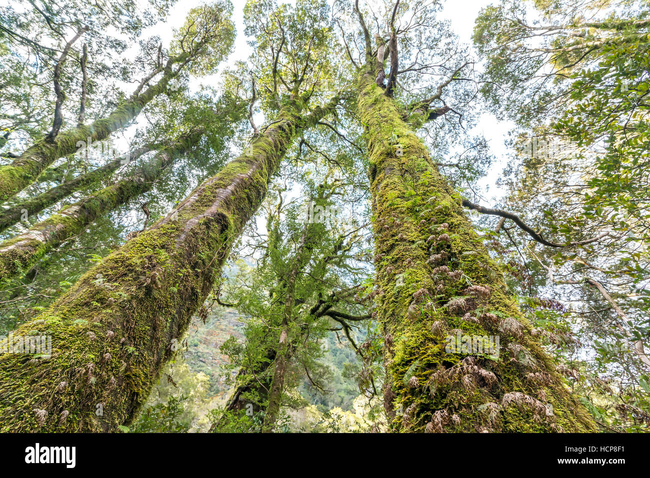 Green moss on tree at Milford Sound, New Zealand Stock Photo - Alamy