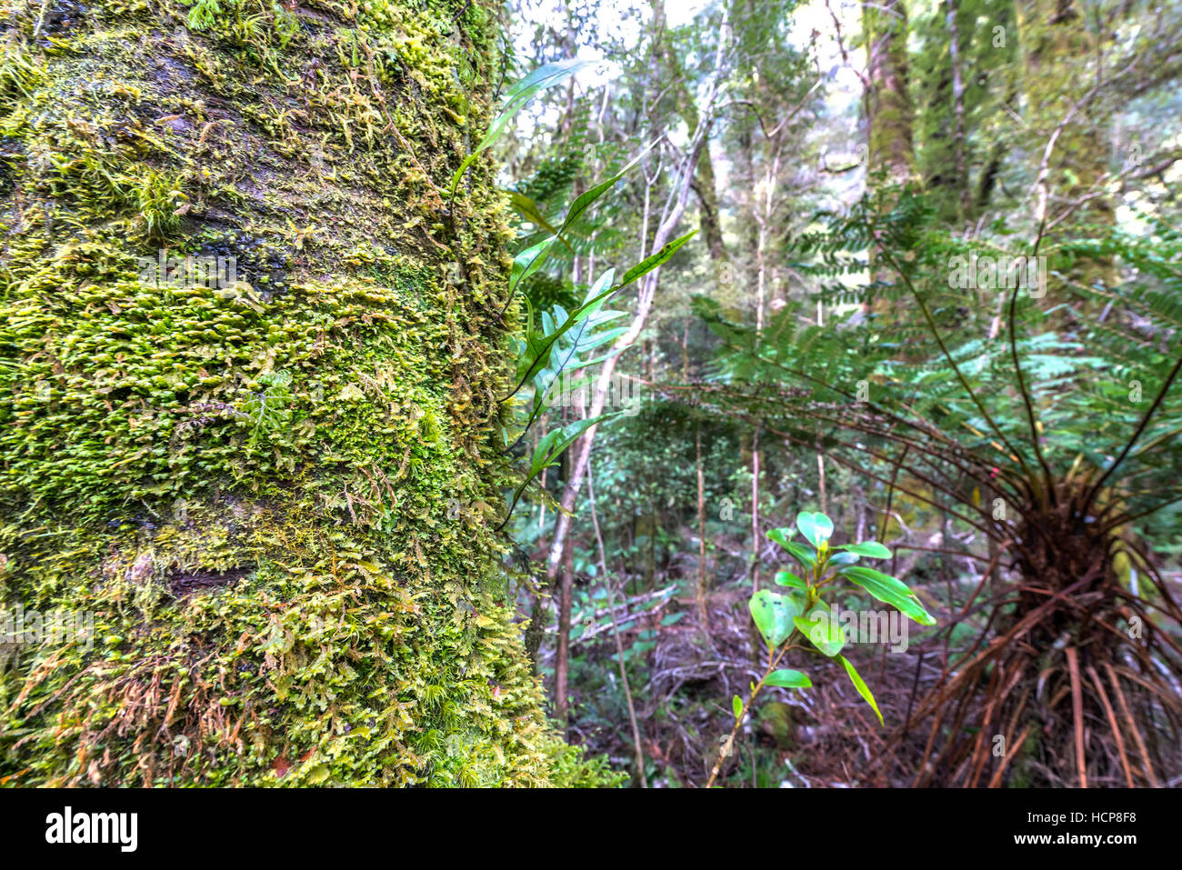 Green moss on tree at Milford Sound, New Zealand Stock Photo - Alamy
