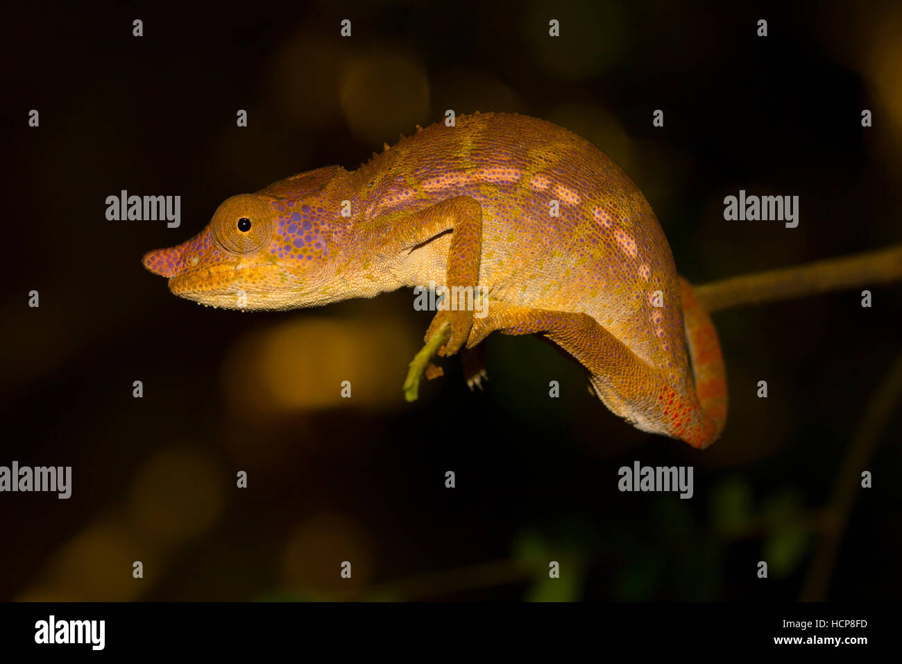 Rhinoceros chameleon (Furcifer rhinoceratus), female, Ankarafantsika ...