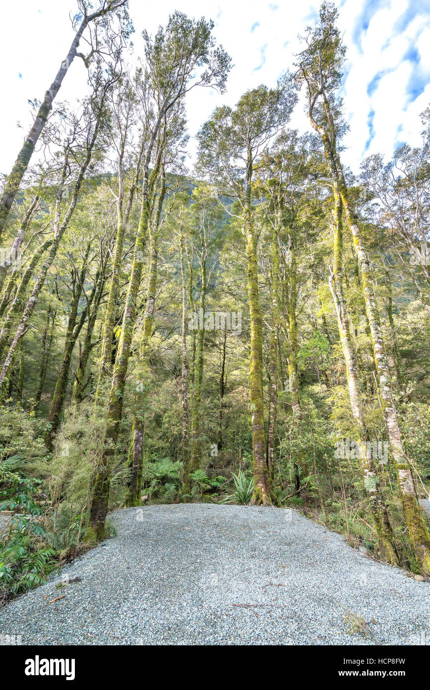 Green moss on tree at Milford Sound camp site, New Zealand Stock Photo ...
