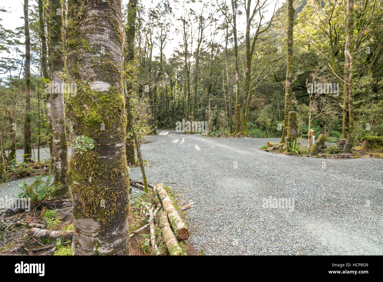 Green moss on tree at Milford Sound camp site, New Zealand Stock Photo ...