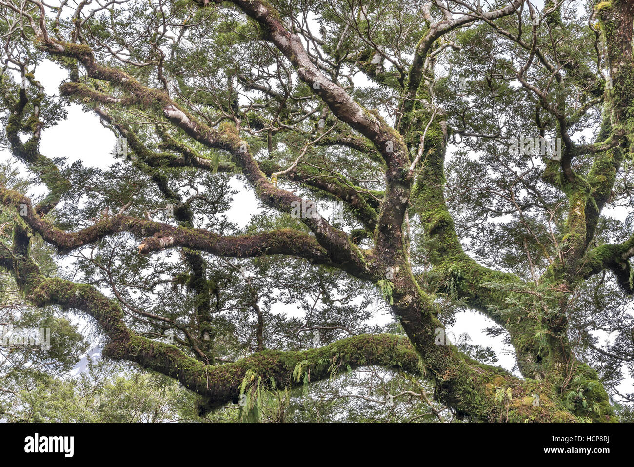 Green moss on tree at Milford Sound, New Zealand Stock Photo - Alamy