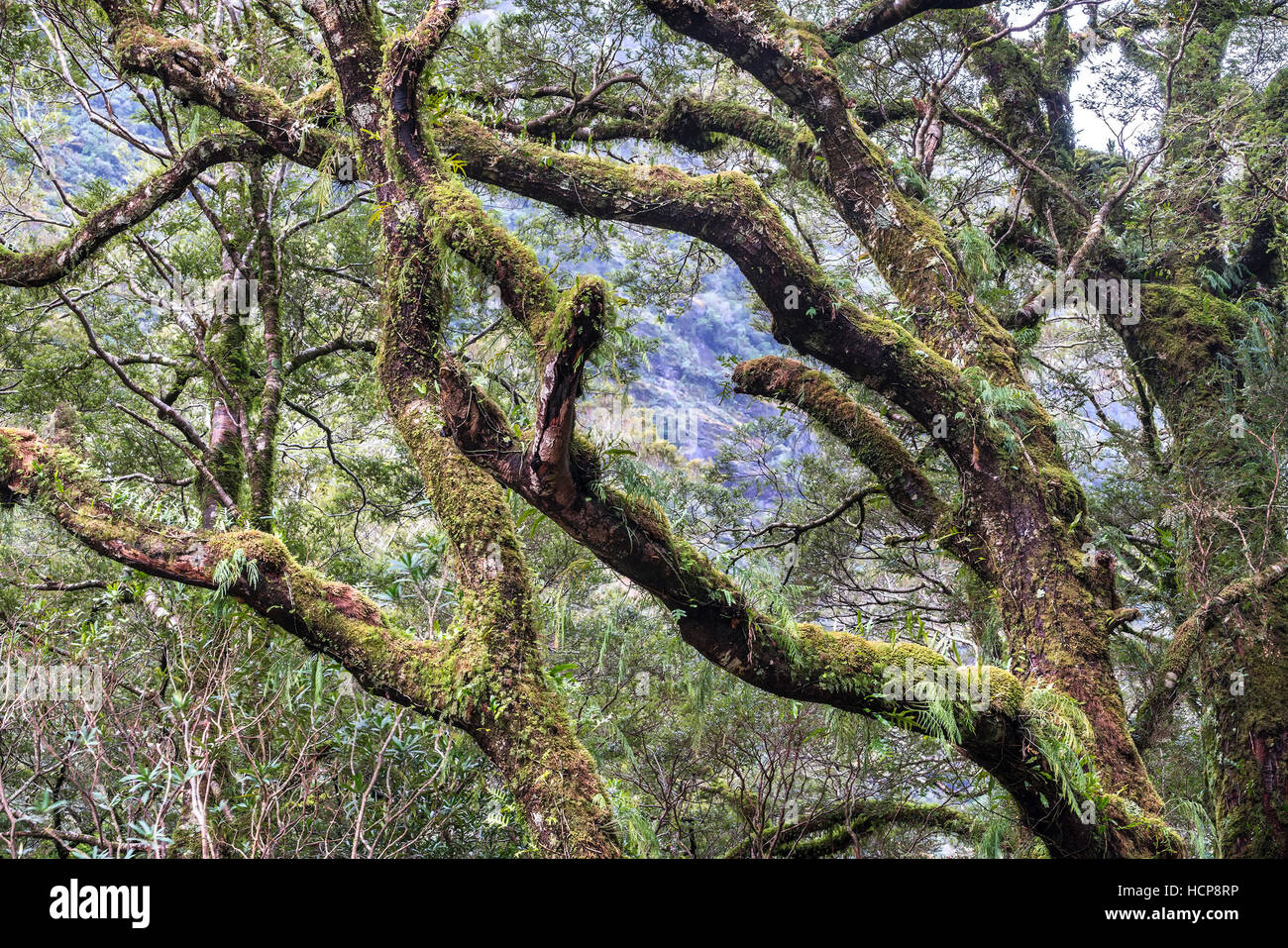 Green moss on tree at Milford Sound, New Zealand Stock Photo - Alamy