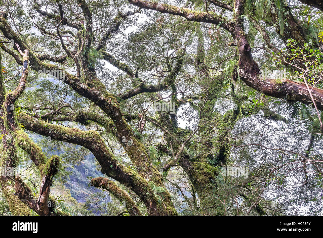 Green moss on tree at Milford Sound, New Zealand Stock Photo - Alamy