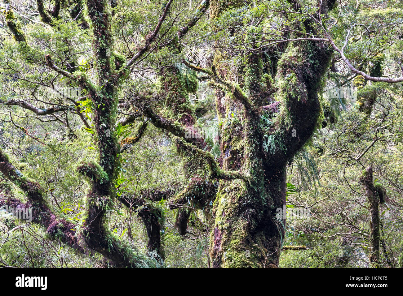 Milford sound nz camp hi-res stock photography and images - Alamy