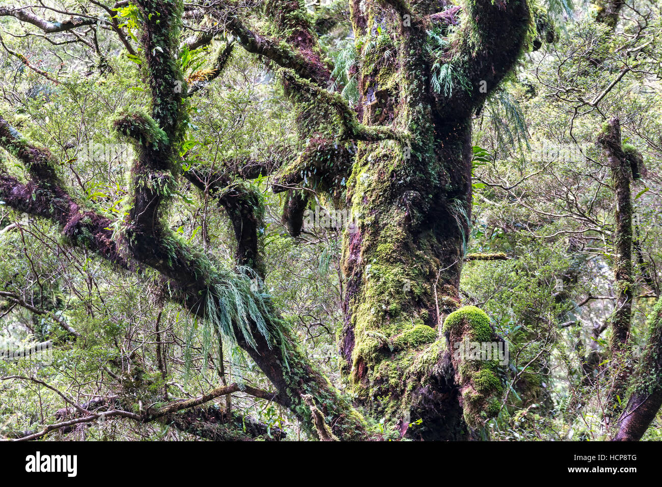 Green moss on tree at Milford Sound, New Zealand Stock Photo - Alamy