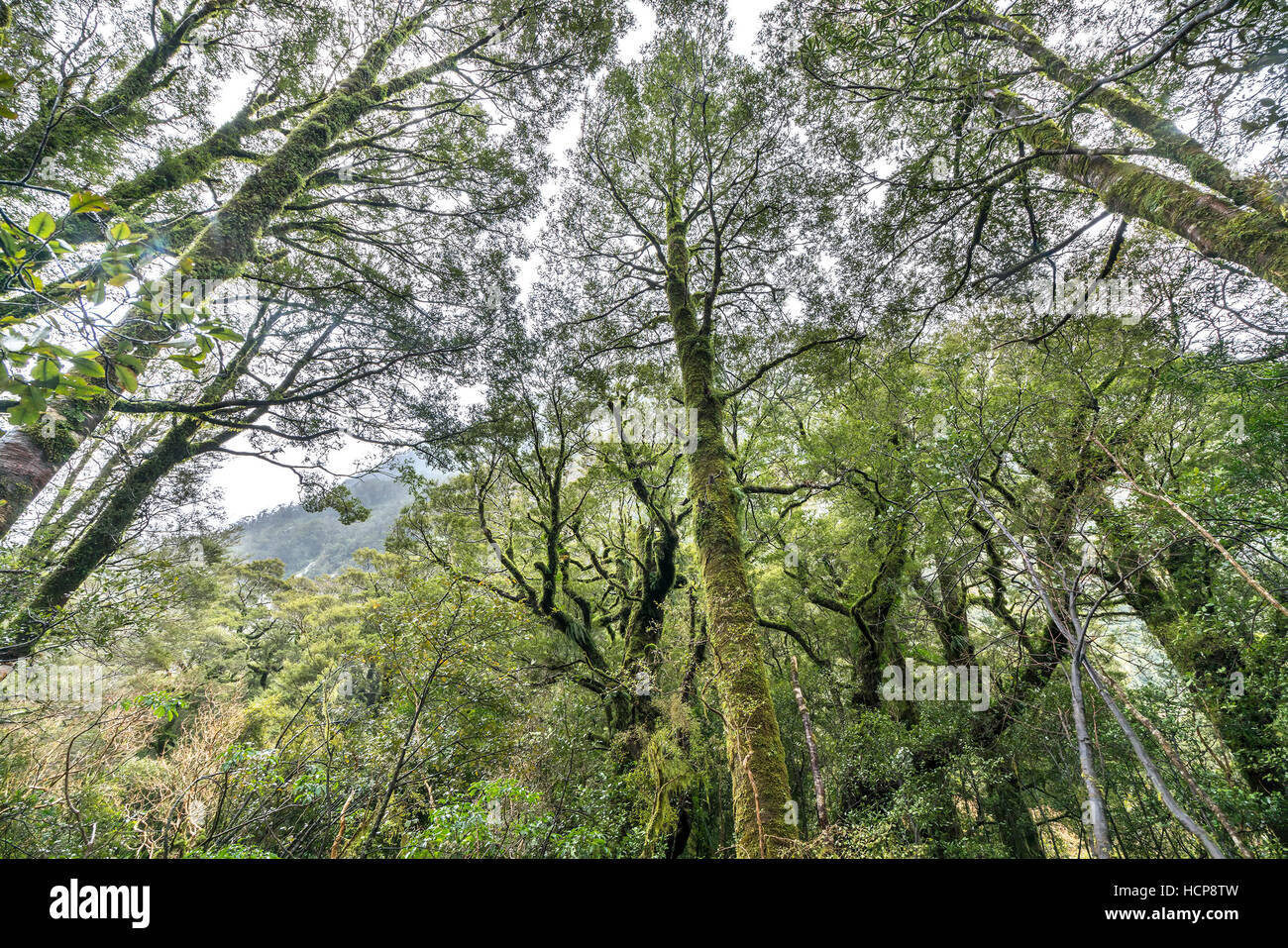 Milford sound nz camp hi-res stock photography and images - Alamy