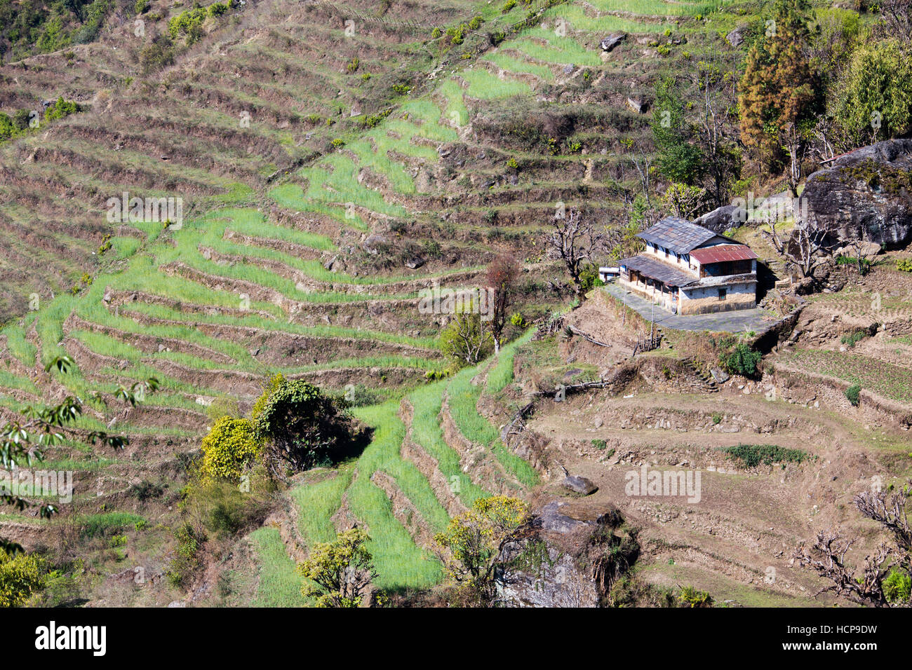 Rice fields and farm house in Kaski district in Nepal Stock Photo - Alamy