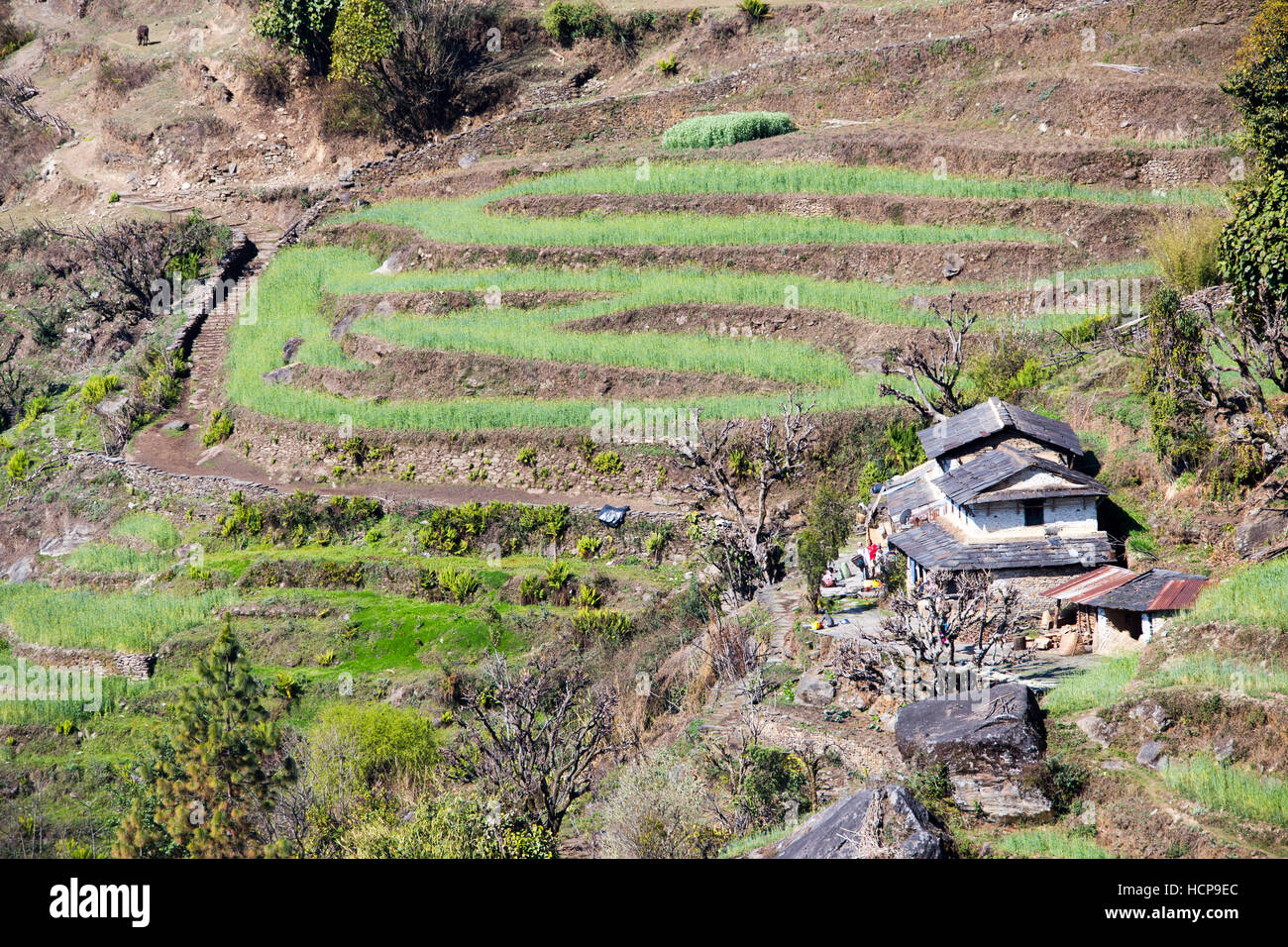 Rice fields and farm house in Kaski district in Nepal Stock Photo - Alamy