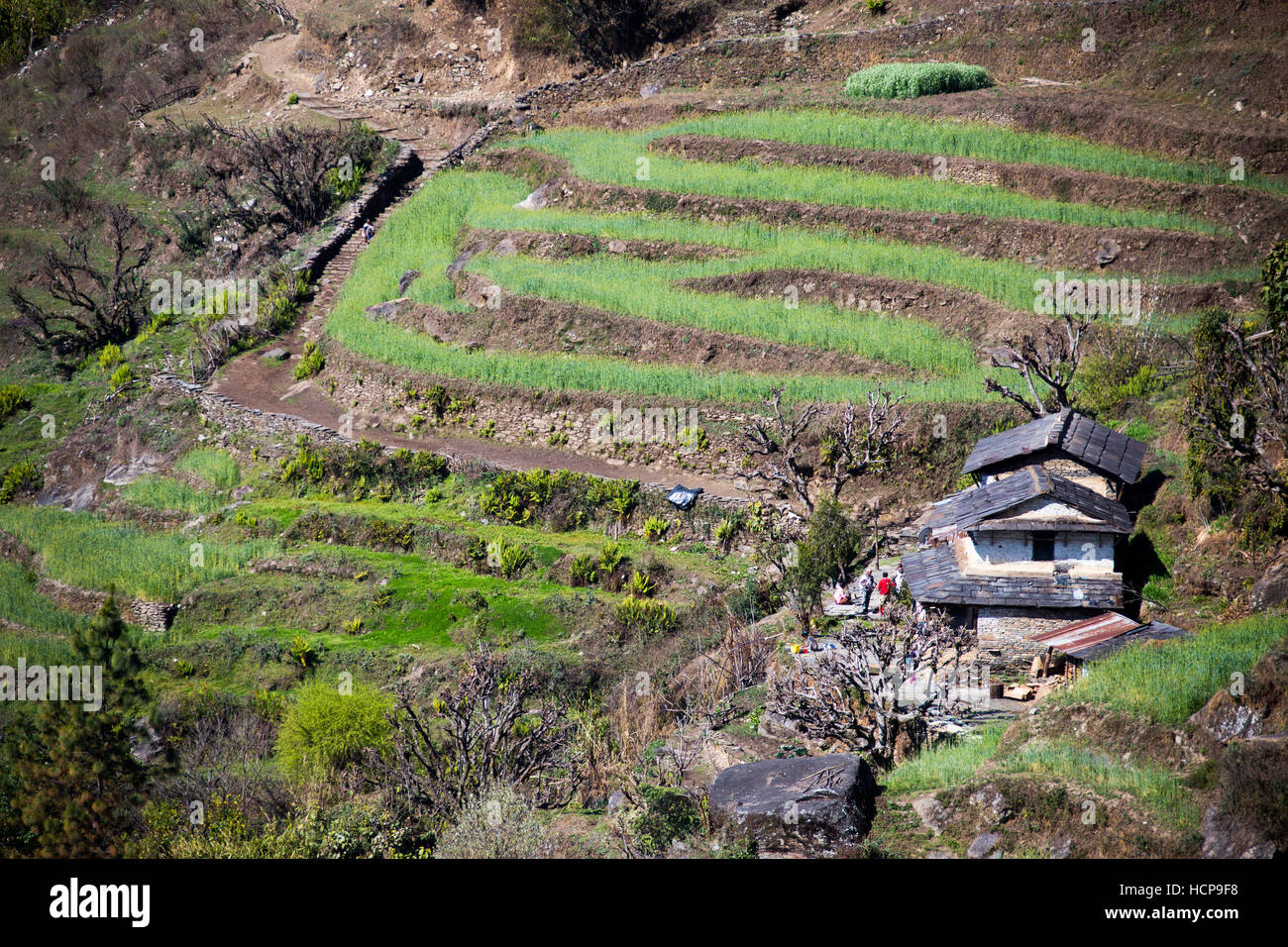 Rice fields and farm house in Kaski district in Nepal Stock Photo - Alamy