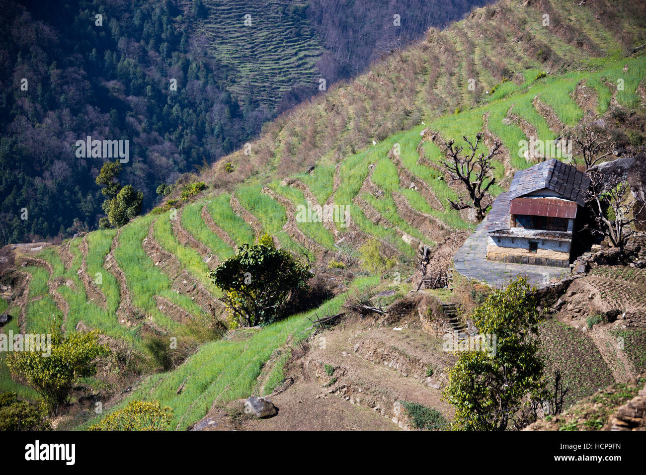 Rice fields and farm house in Kaski district in Nepal Stock Photo - Alamy