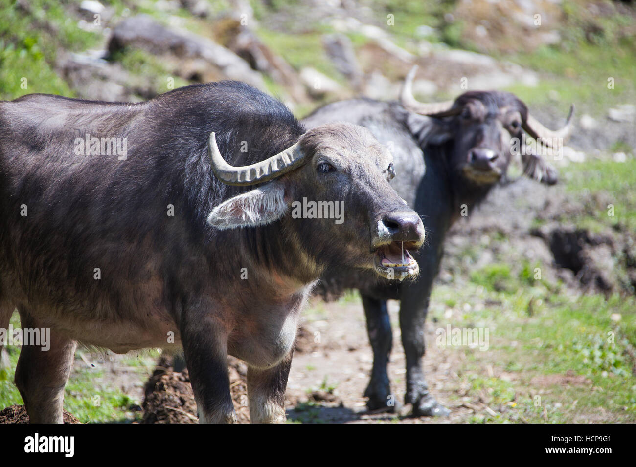 Water buffaloes in rural Nepal Stock Photo - Alamy