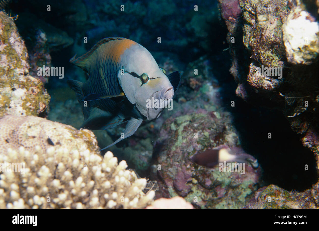 Slingjaw Wrasse (Epibulus insidiator), Red Sea, Egypt, Africa Stock ...
