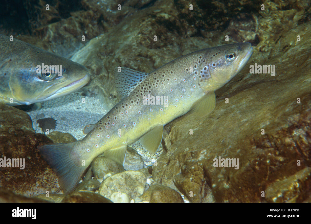 Brown Trout (Salmo trutta Stock Photo - Alamy