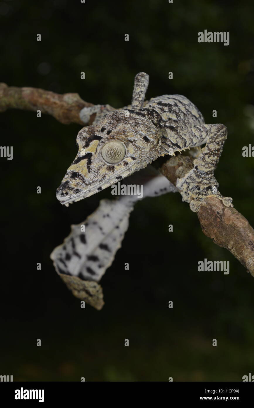 Giant leaf tail gecko hi-res stock photography and images - Alamy