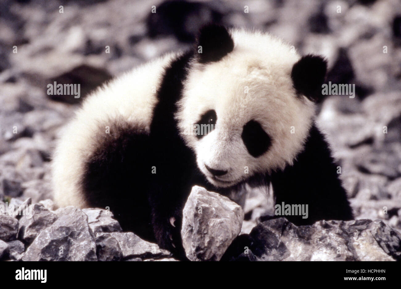 THE AMAZING PANDA ADVENTURE, 1995. (c) Warner Bros./ Courtesy: Everett ...