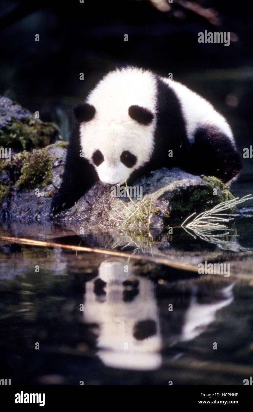 THE AMAZING PANDA ADVENTURE, 1995. (c) Warner Bros./ Courtesy: Everett ...