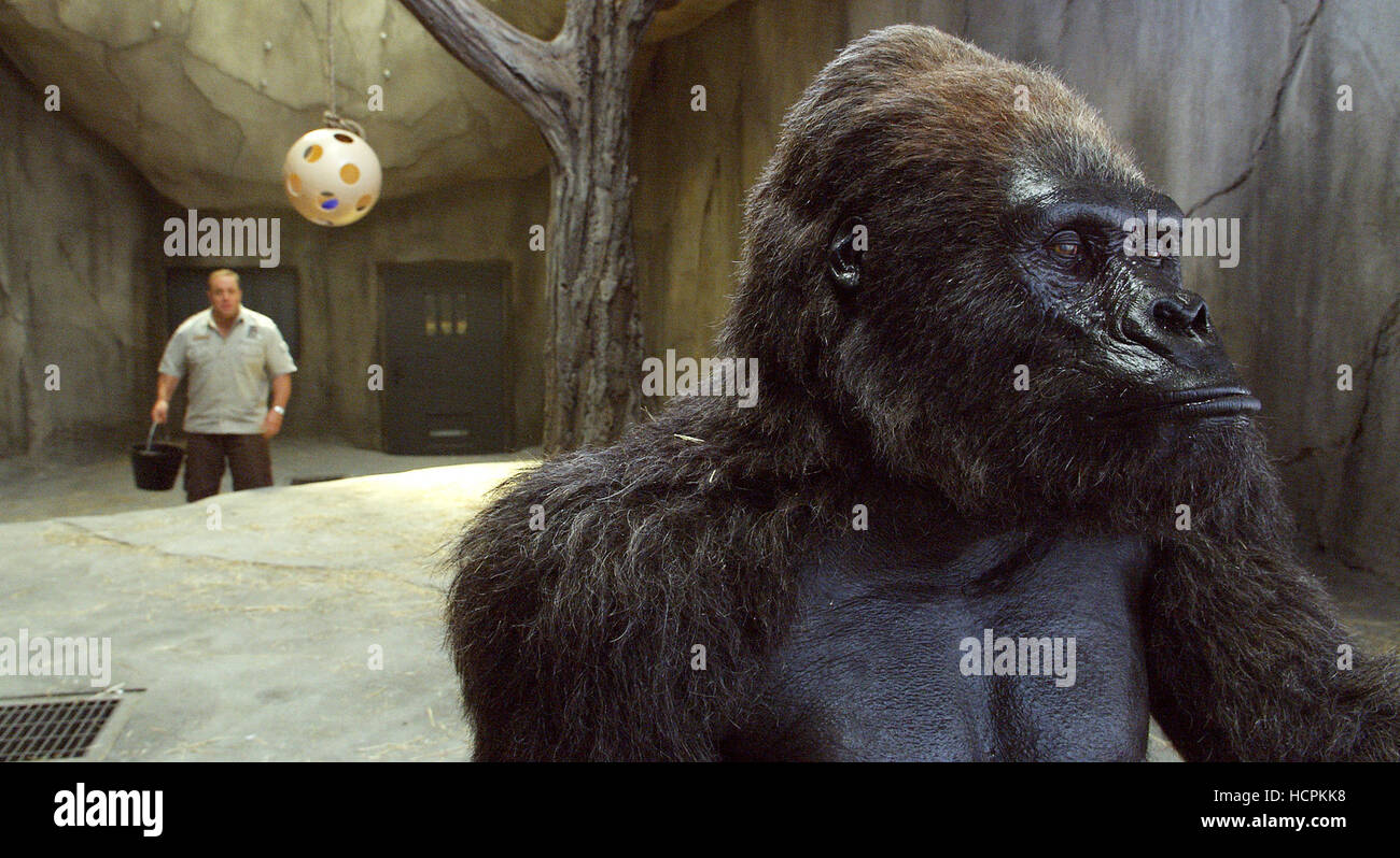 ZOOKEEPER, Kevin James (back), 2011. ©Sony Pictures/courtesy Everett ...