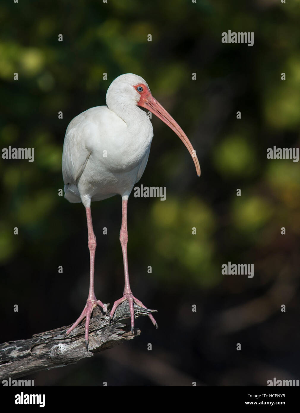 Green ibis hi-res stock photography and images - Alamy